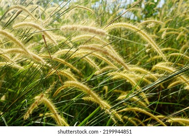 11,915 Waving grasses Images, Stock Photos & Vectors | Shutterstock