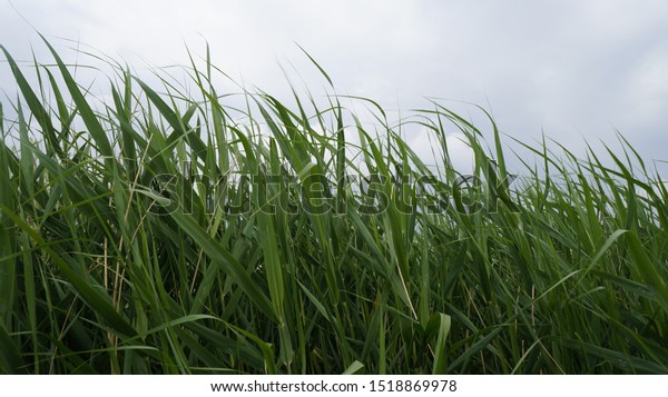Grasses Dancing By Wind Stock Photo 1518869978 | Shutterstock