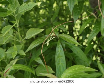 122 Multiple grasshoppers Images, Stock Photos & Vectors | Shutterstock