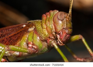 86 Grasshopper leg anatomy Images, Stock Photos & Vectors | Shutterstock