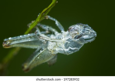 Grasshopper Exoskeleton Stock Photo 197283932 | Shutterstock