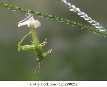 Grasshopper Molting Process Stock Photo 1252298212 | Shutterstock