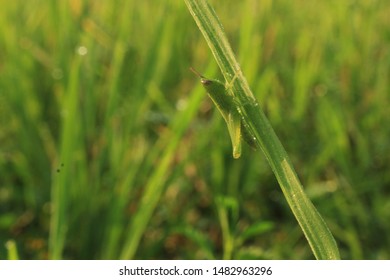 Grasshopper Rice Fields Stock Photo 1482963296 | Shutterstock