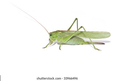Grasshopper Side View Stock Photo 33966496 | Shutterstock