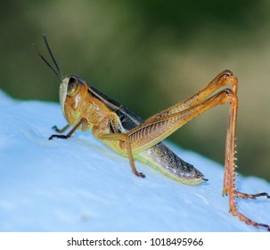 Grasshopper Sitting Down Stock Photo 1018495966 | Shutterstock