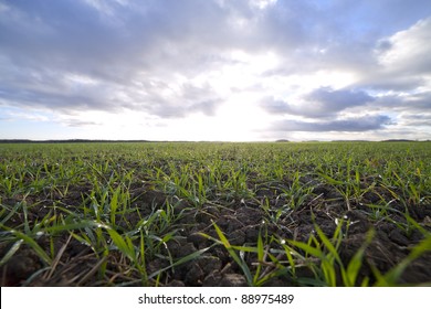 Wheat paddock : 1 063 images, photos et images vectorielles de stock ...