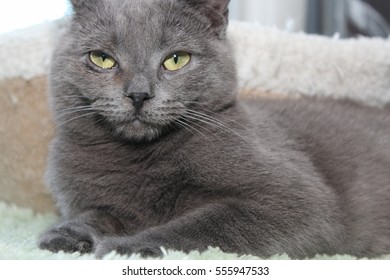 Gray Cat Stock Photo 555947545 | Shutterstock