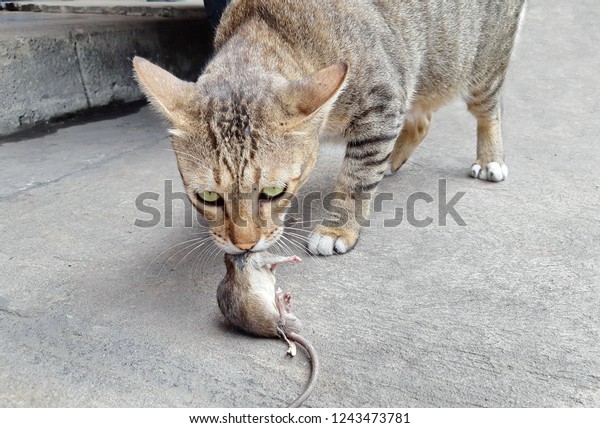 Gray Cat Catch Bite Rat Head Stock Photo 1243473781 | Shutterstock