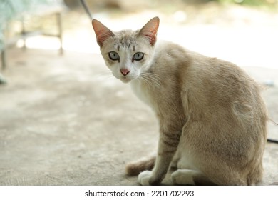 5,945 Cat looking forward Stock Photos, Images & Photography | Shutterstock