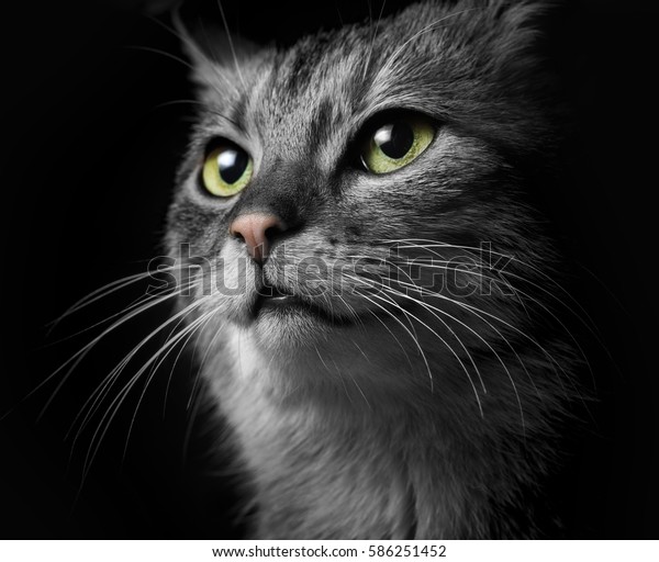 Gray Cat On Dark Background Beautiful Stock Photo (Edit Now) 586251452