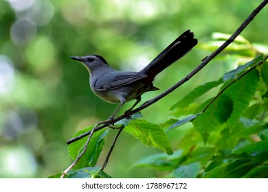 1,853 Catbirds Images, Stock Photos & Vectors | Shutterstock