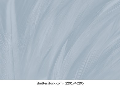 Gray Feather Wooly Pattern Texture Background Stock Photo 2201746295 ...
