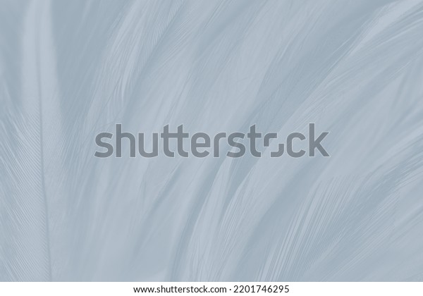 Gray Feather Wooly Pattern Texture Background Stock Photo 2201746295 ...