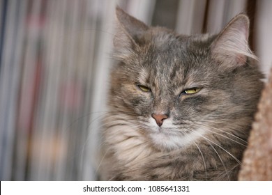 Gray Fluffy Cat Look Askance Stock Photo (Edit Now) 1085641331
