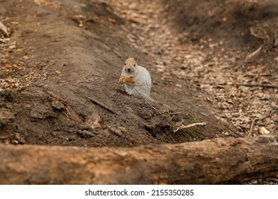 48,081 Nut eating animals Images, Stock Photos & Vectors | Shutterstock
