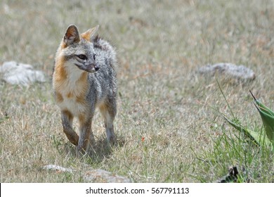 Gray Fox Stock Photo 567791113 | Shutterstock