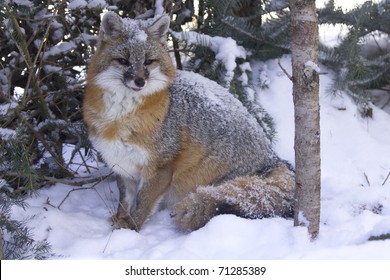 961 Silver Fox In Snow Images, Stock Photos & Vectors | Shutterstock
