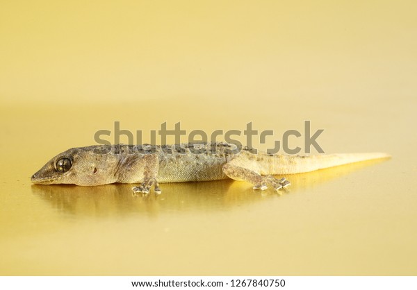 Gray Gecko Lizard Stock Photo 1267840750 | Shutterstock