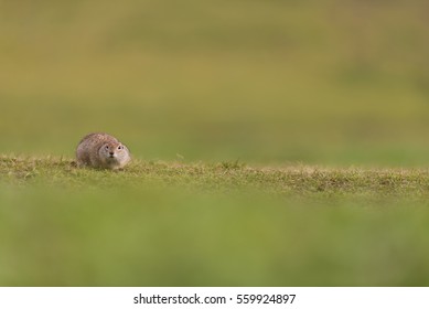 Gray Gopher Grass Stock Photo 559924897 | Shutterstock