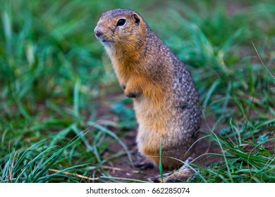 Gray Gopher Grass Foto de stock 662285074 | Shutterstock