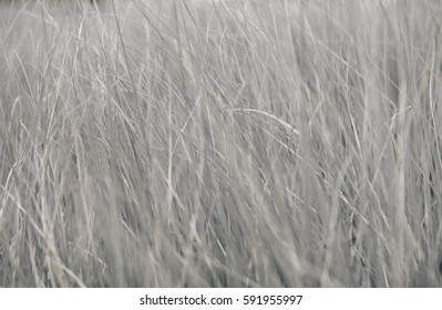 Gray Hair Close Shot 스톡 사진 1391147231 | Shutterstock