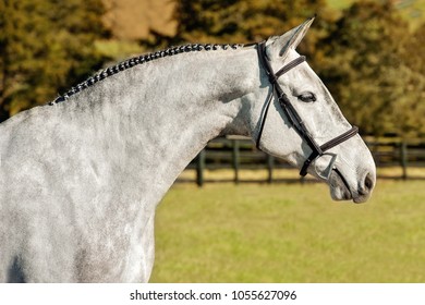 Stock Photo and Image Portfolio by Horse Crazy | Shutterstock