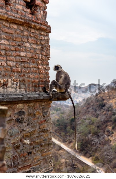 Gray Langur Monkey Pooping While Sitting Stock Photo 1076826821 ...