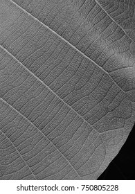 Gray Leaf Texture Stock Photo 750805228 | Shutterstock