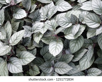 Gray Leaf Texture Background Stock Photo 1251772834 | Shutterstock