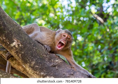 Gray Monkey Climbing Tree Roaring Stock Photo 781409728 | Shutterstock