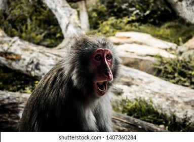 4,596 Monkey surprise Images, Stock Photos & Vectors | Shutterstock