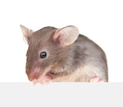 Common mouse on white background, an Animal Photo by Cat'chy Images by ...