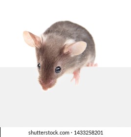 30,485 Mouse Above From Images, Stock Photos & Vectors | Shutterstock