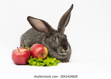 Gray Rabbit Eats Two Apples Food Stock Photo 2041424828 | Shutterstock