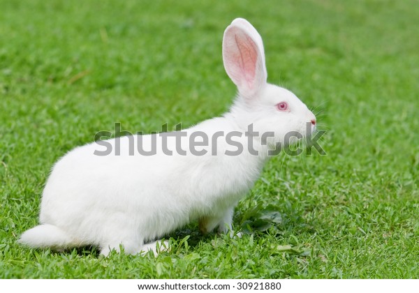 Gray Rabbit Grass Closeup Stock Photo 30921880 | Shutterstock