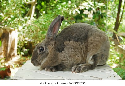 Gray Rabbit Mini Rex Stock Photo 673921204 | Shutterstock