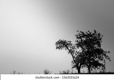 Gray Scale Shot Two Trees On Stock Photo 1563331624 | Shutterstock