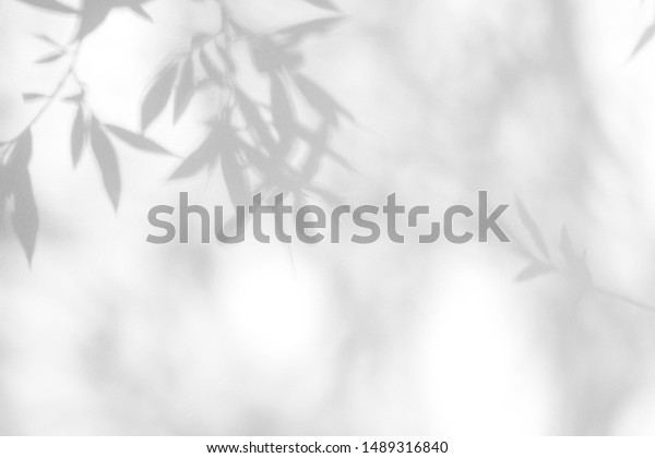 Gray Shadow Willow Tree Leaves On Stock Photo (Edit Now) 1489316840