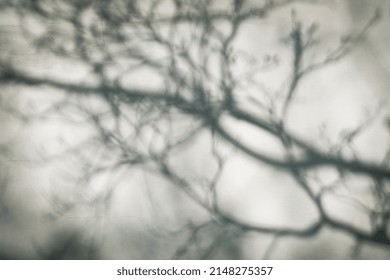Gray Shadows Bare Tree Branches On Stock Photo 2148275357 | Shutterstock