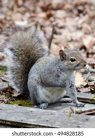 Cute Gray Squirrel Stock Photo (Edit Now) 494840656