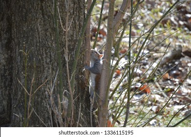 Gray Squirrel Scampering Leafless Tree Background 스톡 사진 1336115255 ...