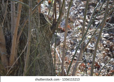 Gray Squirrel Scampering Leafless Tree Background Foto de stock ...