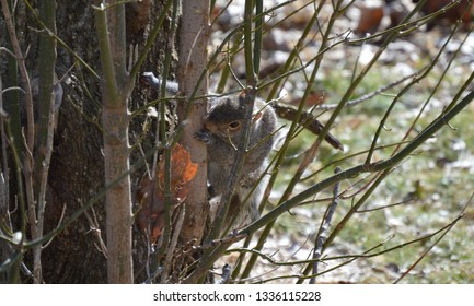 Gray Squirrel Scampering Leafless Tree Background Stock Photo ...