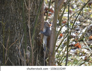 Gray Squirrel Scampering Leafless Tree Background Stock Photo ...