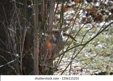 Gray Squirrel Scampering Leafless Tree Background 스톡 사진 1336115255 ...