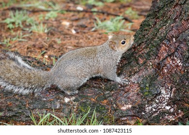 157 Sciurids Images, Stock Photos & Vectors | Shutterstock