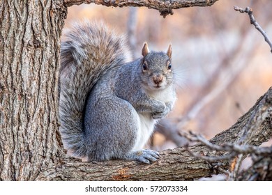 8,474 Eastern grey squirrel Images, Stock Photos & Vectors | Shutterstock