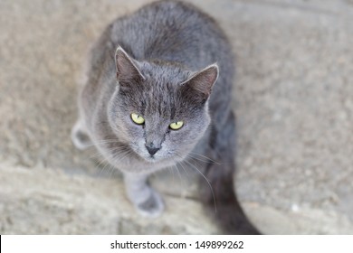 Gray Stray Cat Stock Photo 149899262 | Shutterstock