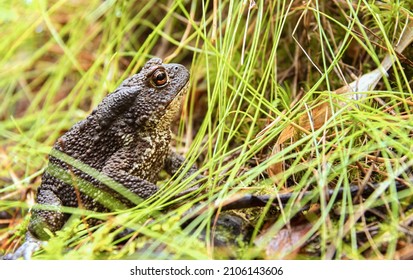 3,122 Gray Toad Images, Stock Photos & Vectors | Shutterstock