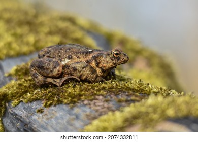 3,122 Gray Toad Images, Stock Photos & Vectors | Shutterstock